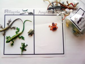 Reptiles and Amphibians Non-fiction Literacy Center Activity Set ...