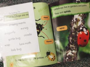 Insects Non-fiction Literacy Center Activity Set – KindergartenWorks